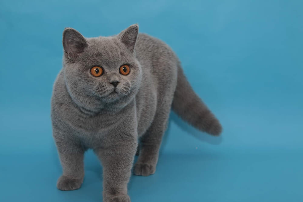 Kingdom Rich British Shorthair Cattery | Felina Greece