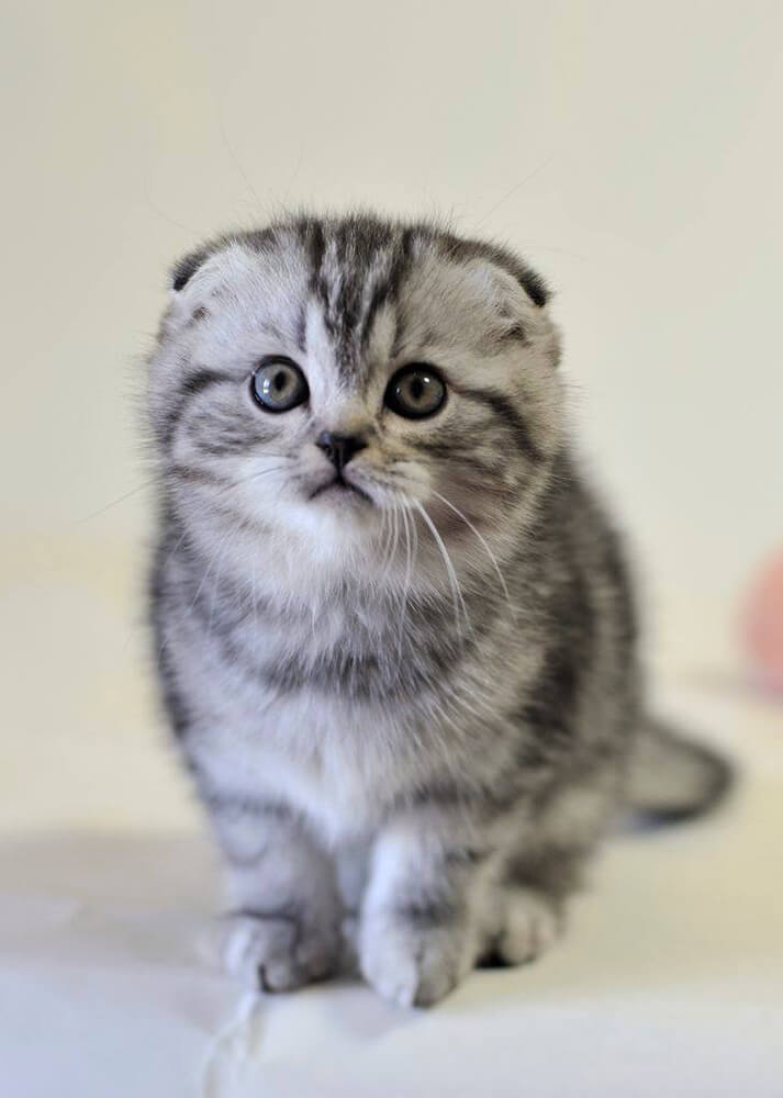 Sir Lancelot Scottish Fold Cattery | Felina Greece
