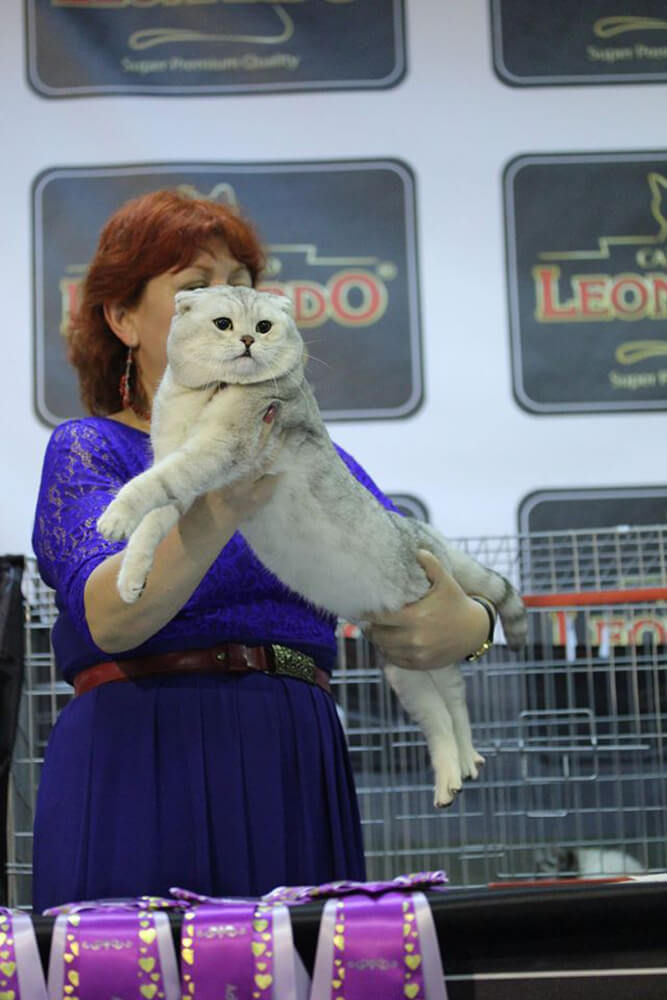 Sir Lancelot Scottish Fold Cattery | Felina Greece