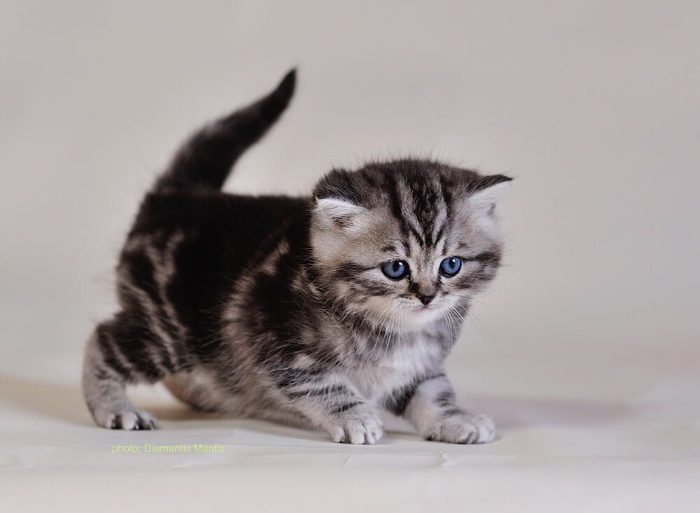 Sir Lancelot Scottish Fold Cattery | Felina Greece