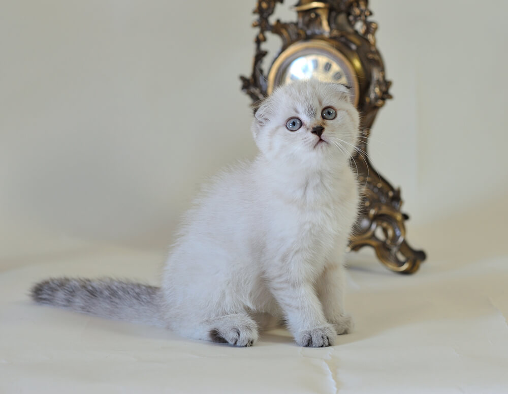 Sir Lancelot Scottish Fold Cattery | Felina Greece