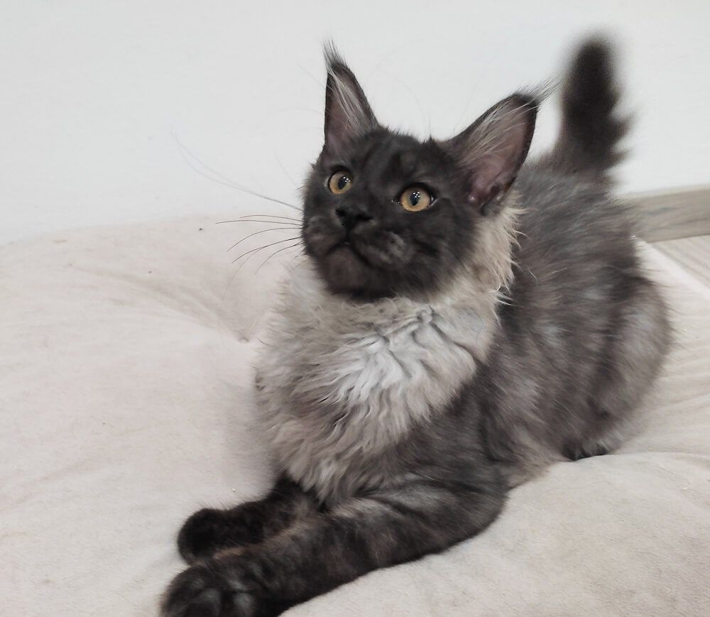 Hecate's Secret Maine Coon Cattery | Felina Greece