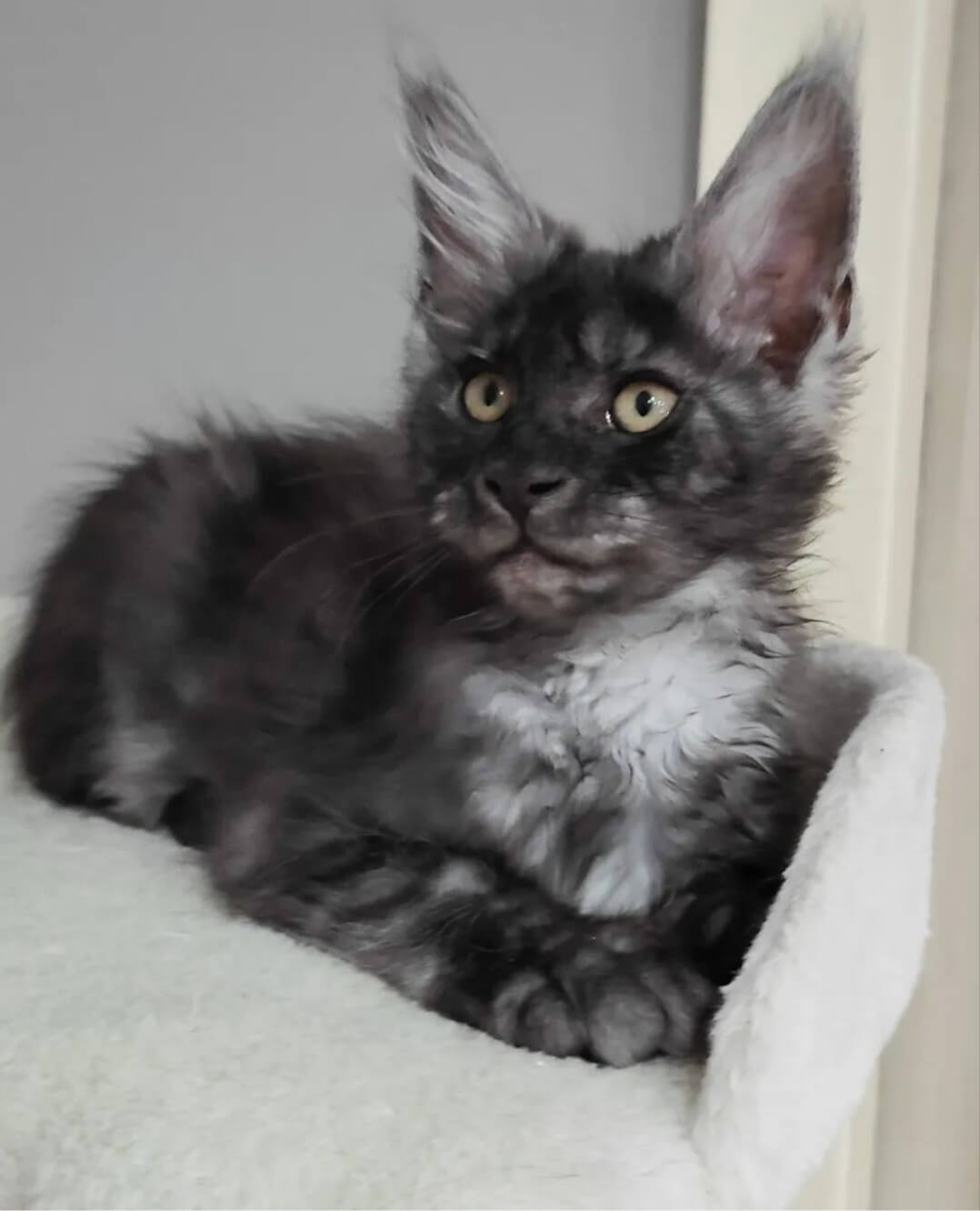Hecate's Secret Maine Coon Cattery | Felina Greece