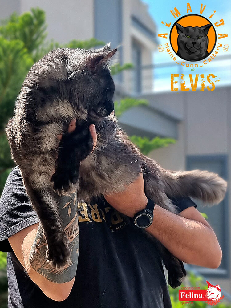 AlmaVida Maine Coon Cattery | Felina Greece